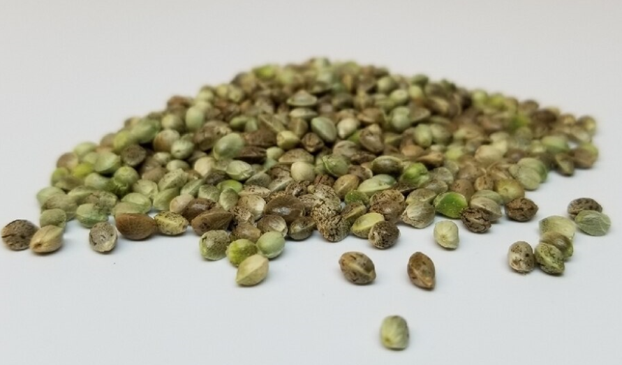 Hemp Seeds Nova Hemp